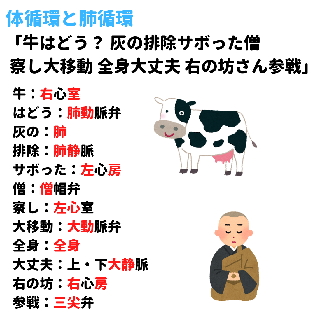 体循環と肺循環 覚え方 語呂合わせ|*看護国試ゴロ*看護師国家試験対策 絶対合格するぞ!