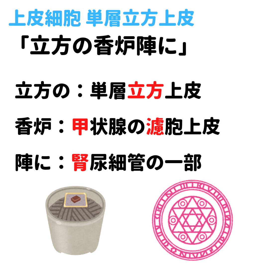上皮組織 単層扁平上皮 単層立方上皮 多列円柱上皮 移行上皮 重層扁平上皮 覚え方 語呂合わせ|*看護国試ゴロ*看護師国家試験対策 絶対合格するぞ!
