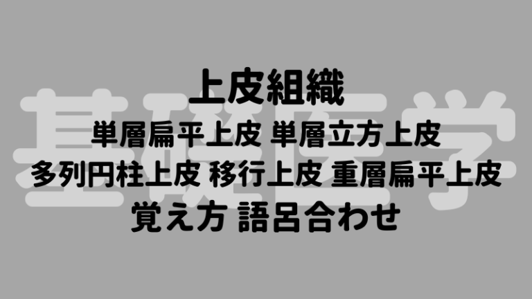 上皮組織 単層扁平上皮 単層立方上皮 多列円柱上皮 移行上皮 重層扁平上皮 覚え方 語呂合わせ|*看護国試ゴロ*看護師国家試験対策 絶対合格するぞ!