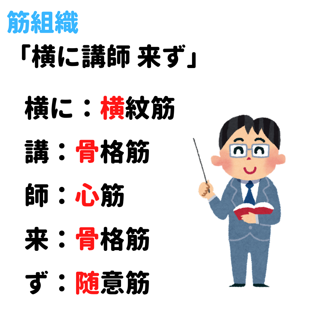 筋組織 随意筋・不随意筋 横紋筋・平滑筋 種類 覚え方 語呂合わせ|*看護国試ゴロ*看護師国家試験対策 絶対合格するぞ!