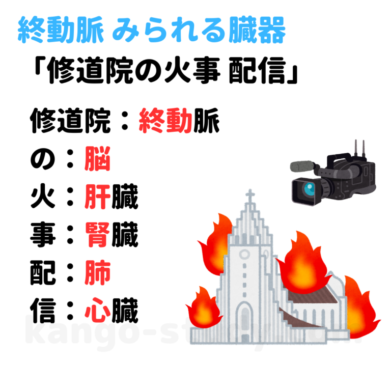 終動脈 みられる臓器 覚え方 語呂合わせ|*看護国試ゴロ*看護師国家試験対策 絶対合格するぞ!